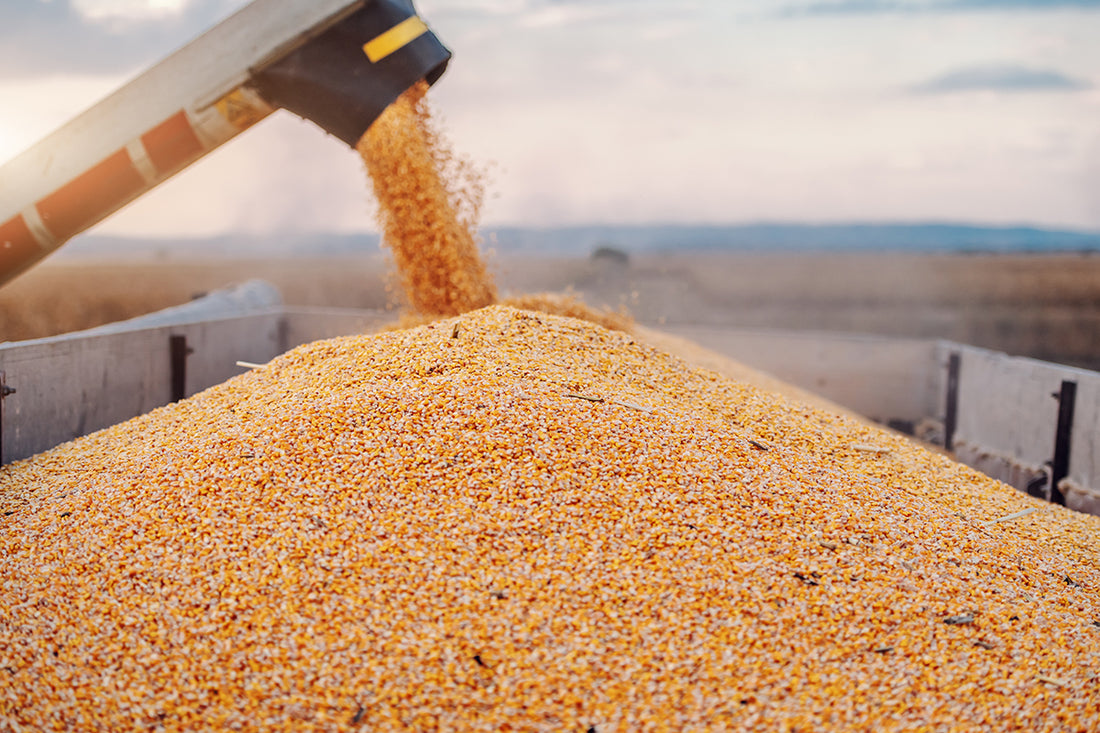 Grain Quality Monitoring – Express Feed & Grain Parts